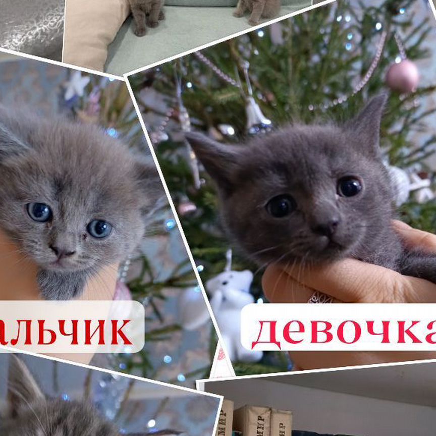 Британский короткошёрстный котёнок