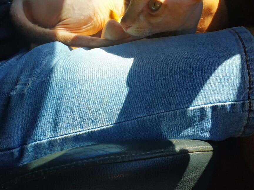 Канадский сфинкс