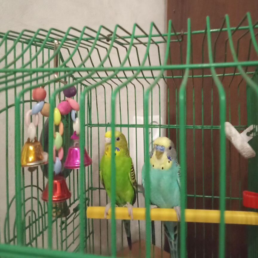 Волнистый попугай пара