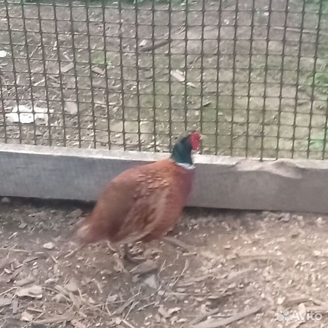 Продам фазанов