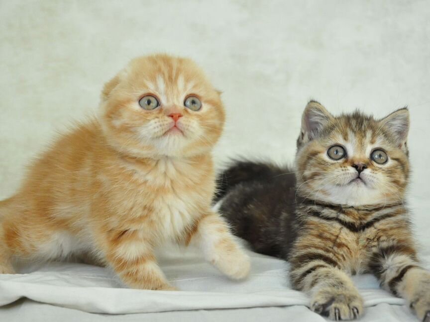 Шотландские котята из питомника