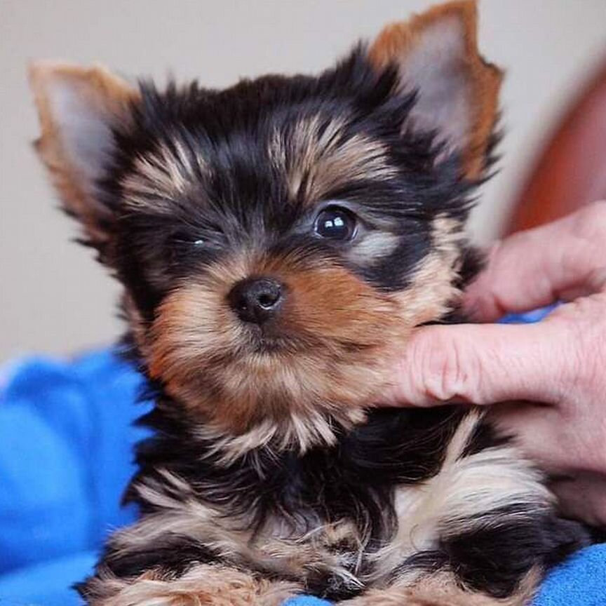 Йоркширский терьер, щенок