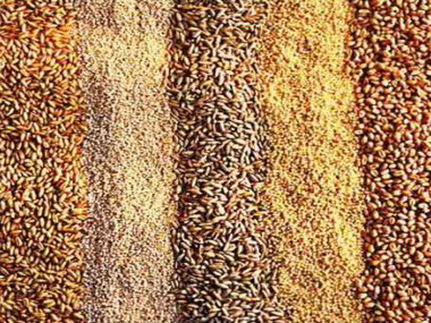 Горох фуражный, зерносмесь. От производителя -кфх