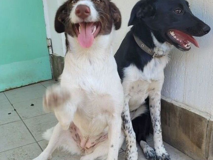 Стерилизованная девочка 11 мес. собака по колено