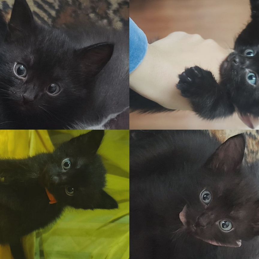 Котята ищут семью