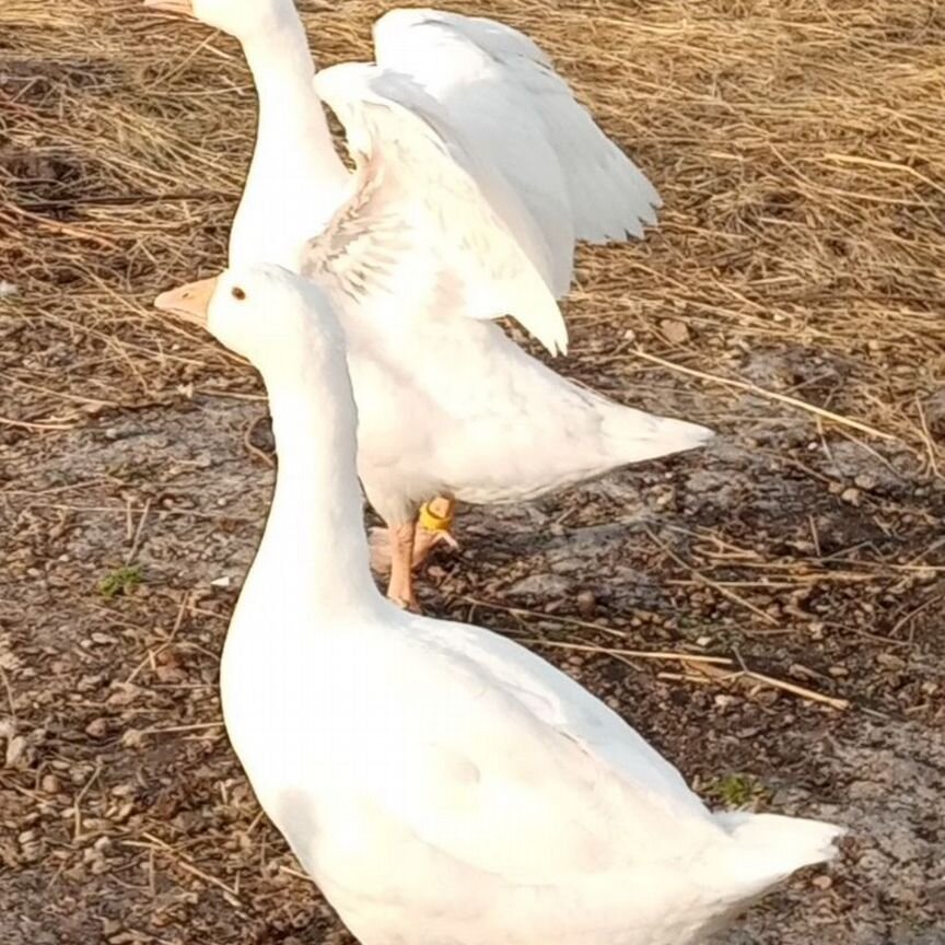 Гуси подрощенные