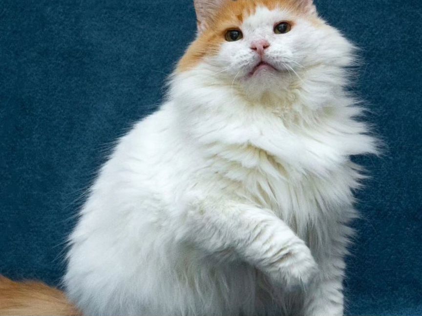 Котик по имени Тортик