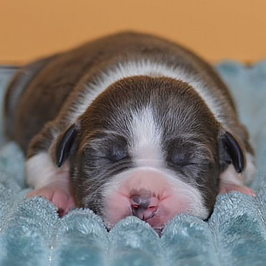 Американский стаффордширский терьер, щенок