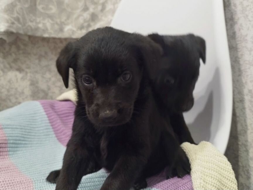 Щенки лабрадора метис