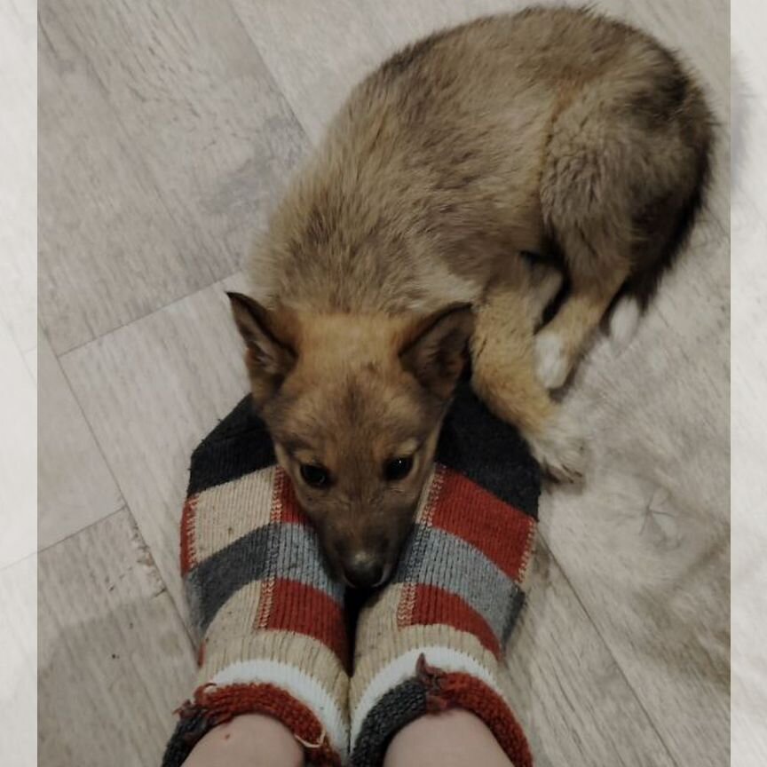 Западносибирская лайка, щенок