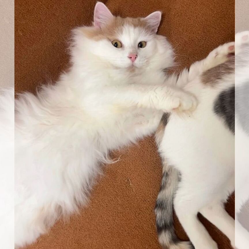 Кот Брюсик ищет дом