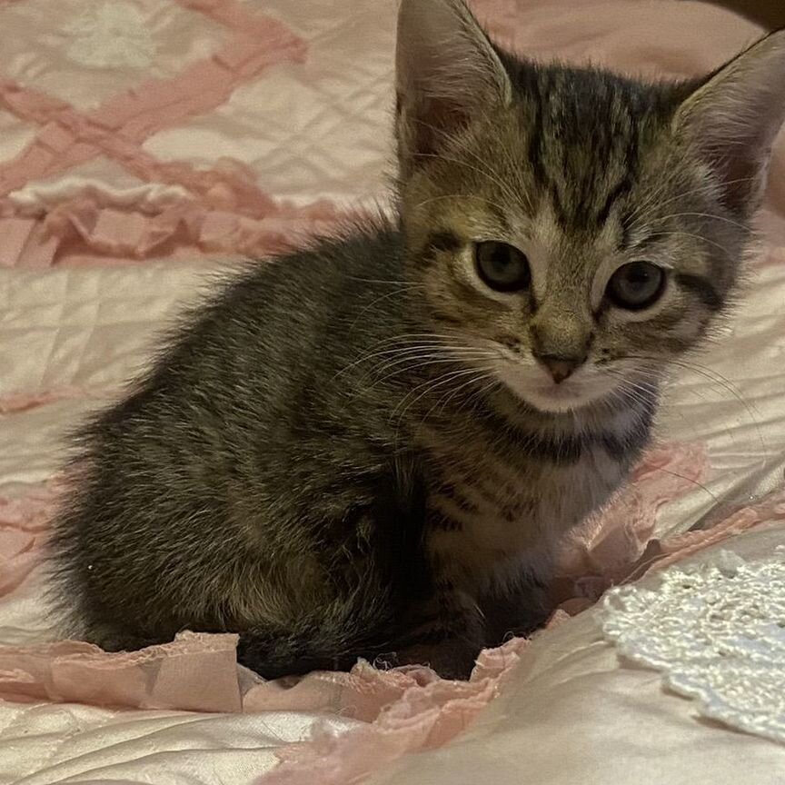 Котёнок в добрые руки