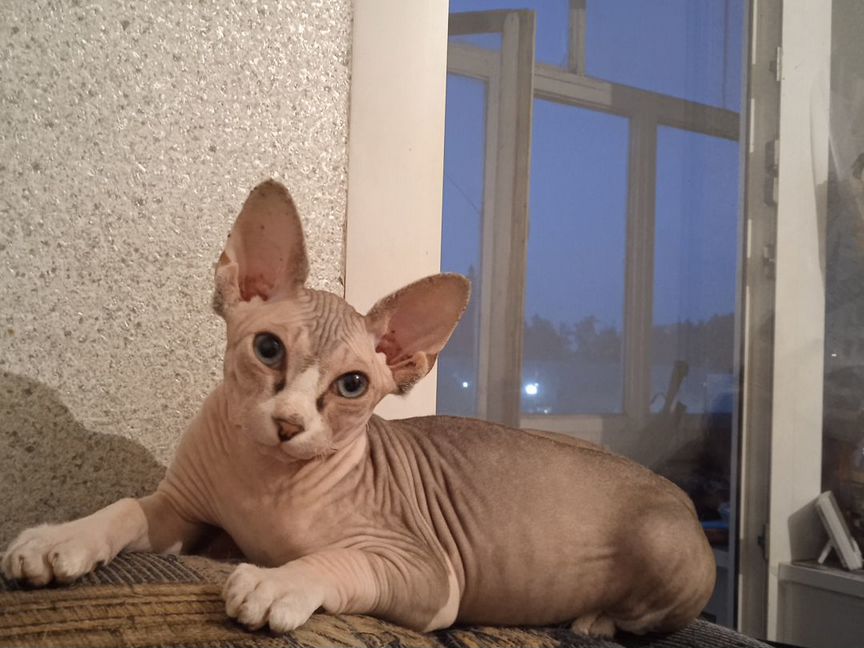 Канадский сфинкс котенок мальчик