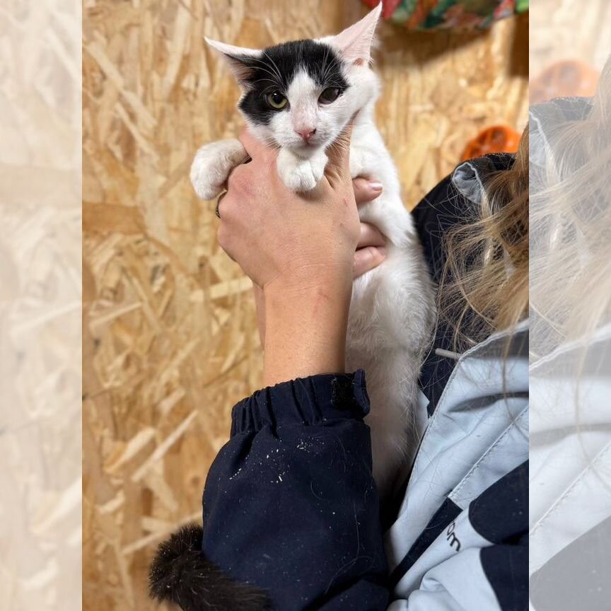 Котёнок в добрые руки