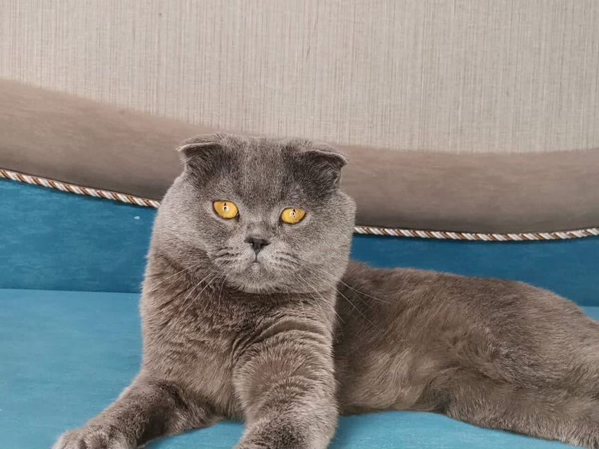 Британский вислоухий кот на вязку