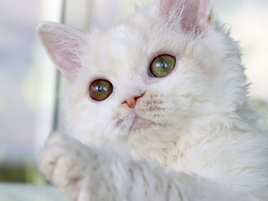 Трёхцветная девочка селкирк-рекс