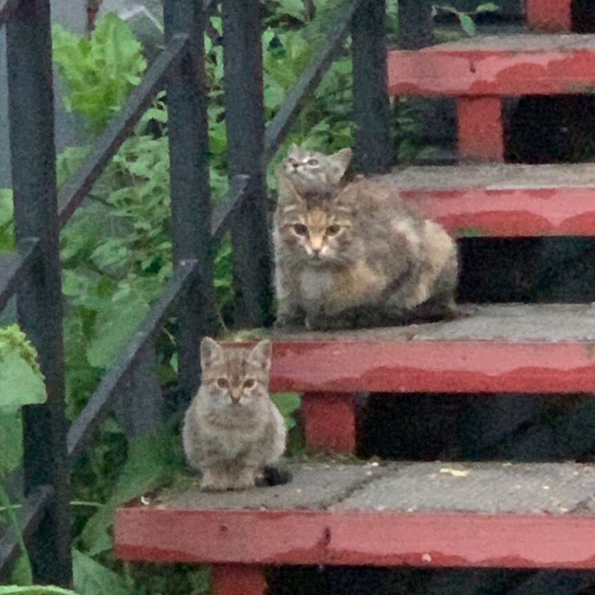 Котики бесплатно в добрые руки