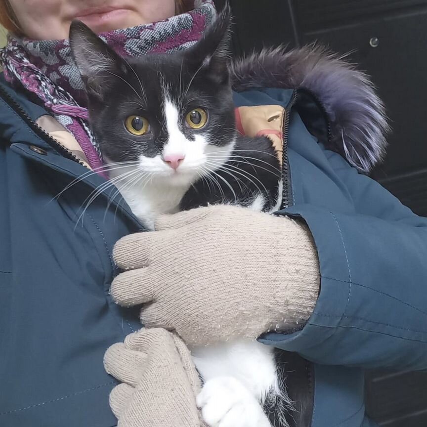 Котенок мальчик в добрые руки