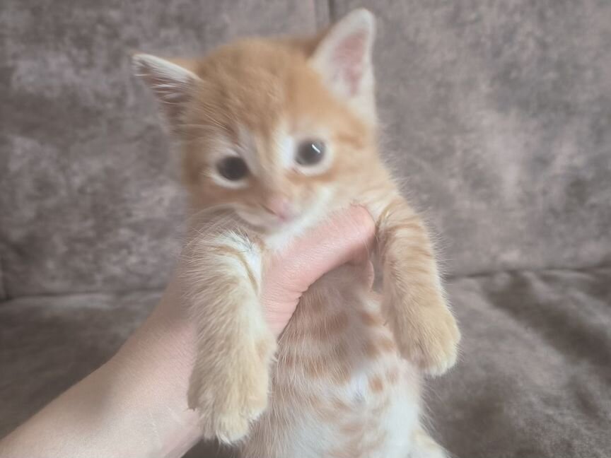 Котята в добрые руки бесплатно