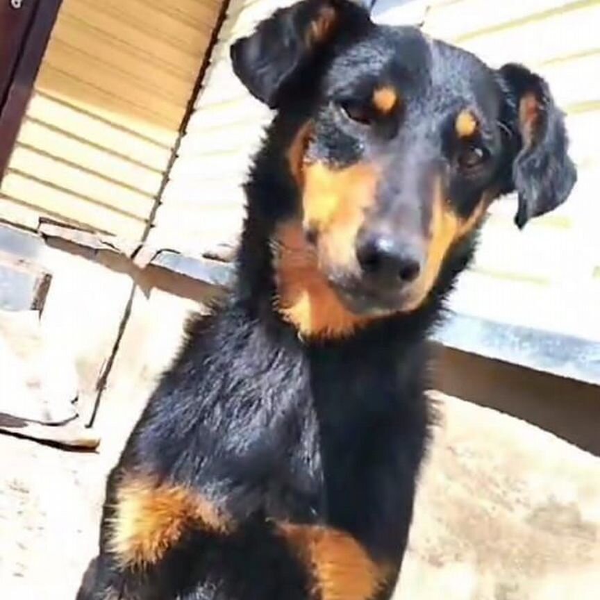 Преданный друг ищет любящих хозяев