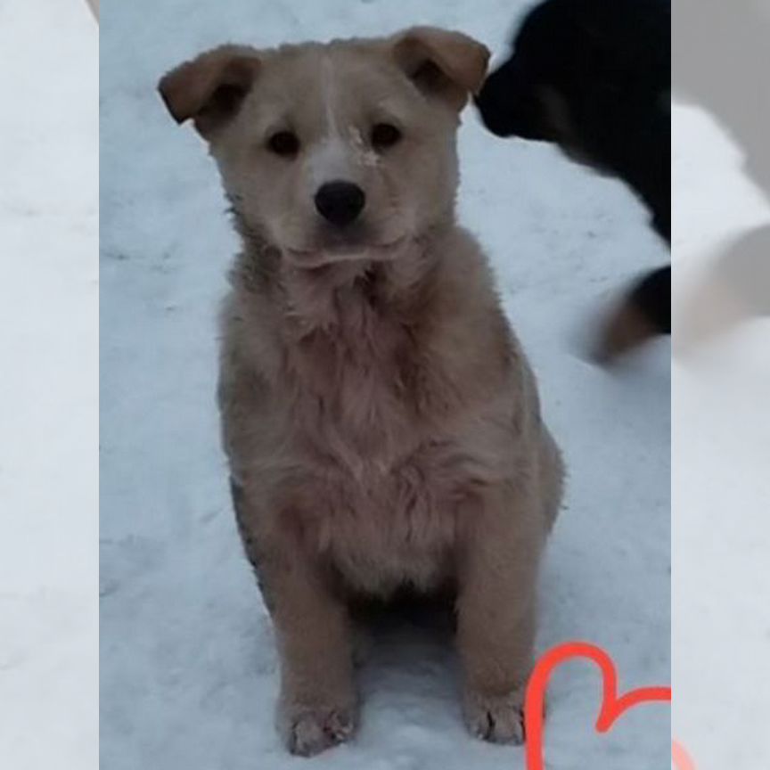 Немецкая овчарка, щенок