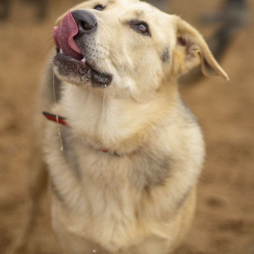 Самый лучший песик из приюта