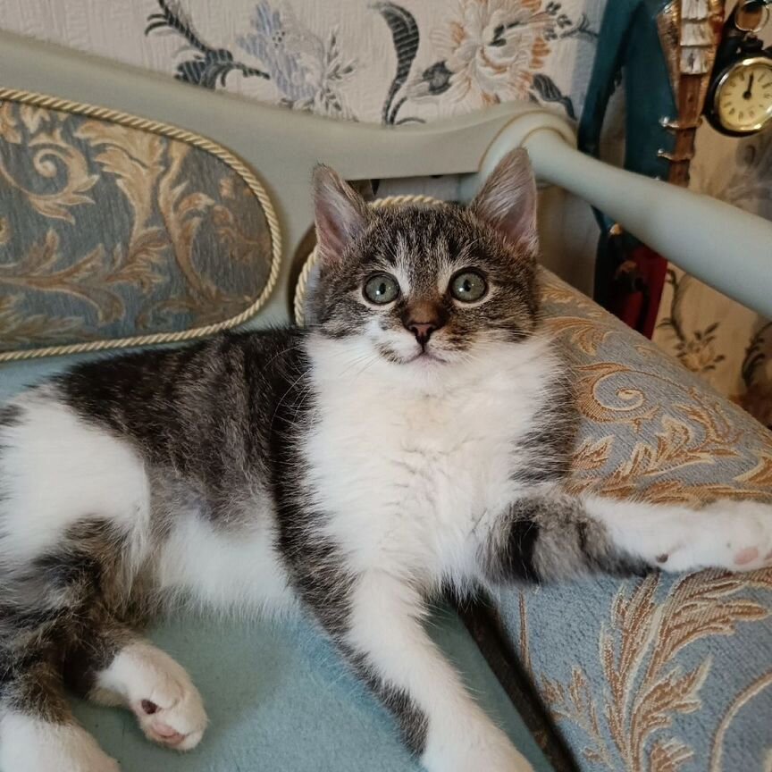 Котенок принцесса Мурча