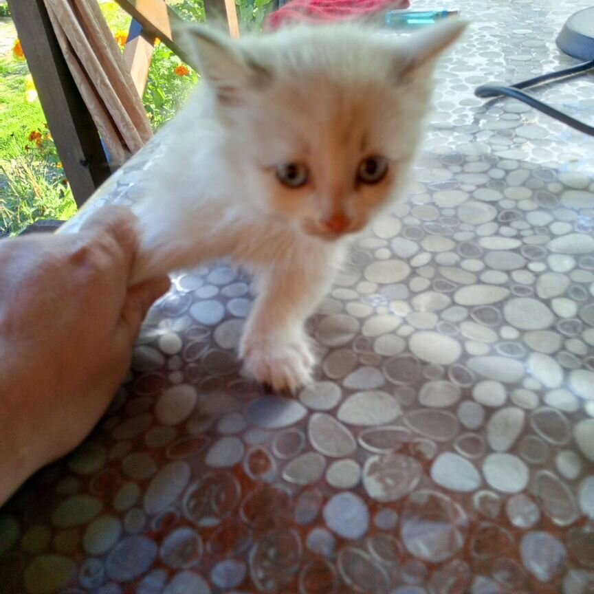 Котёнок девочка