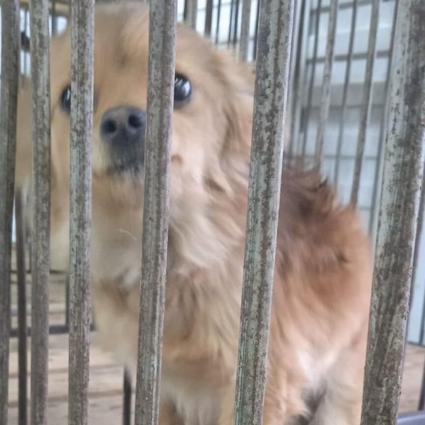 Взрослый пёс в добрые руки