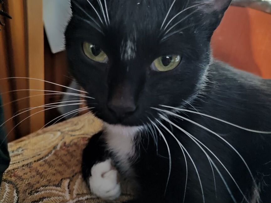 Найдена кошка в снт"Белый ключ"