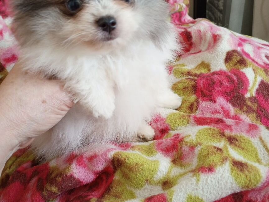 Померанский шпиц медвежьего типа