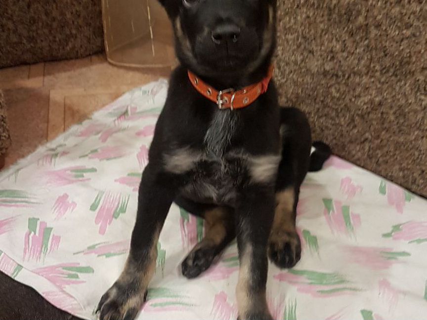 Собака щенок около 3 мес., в добрые руки