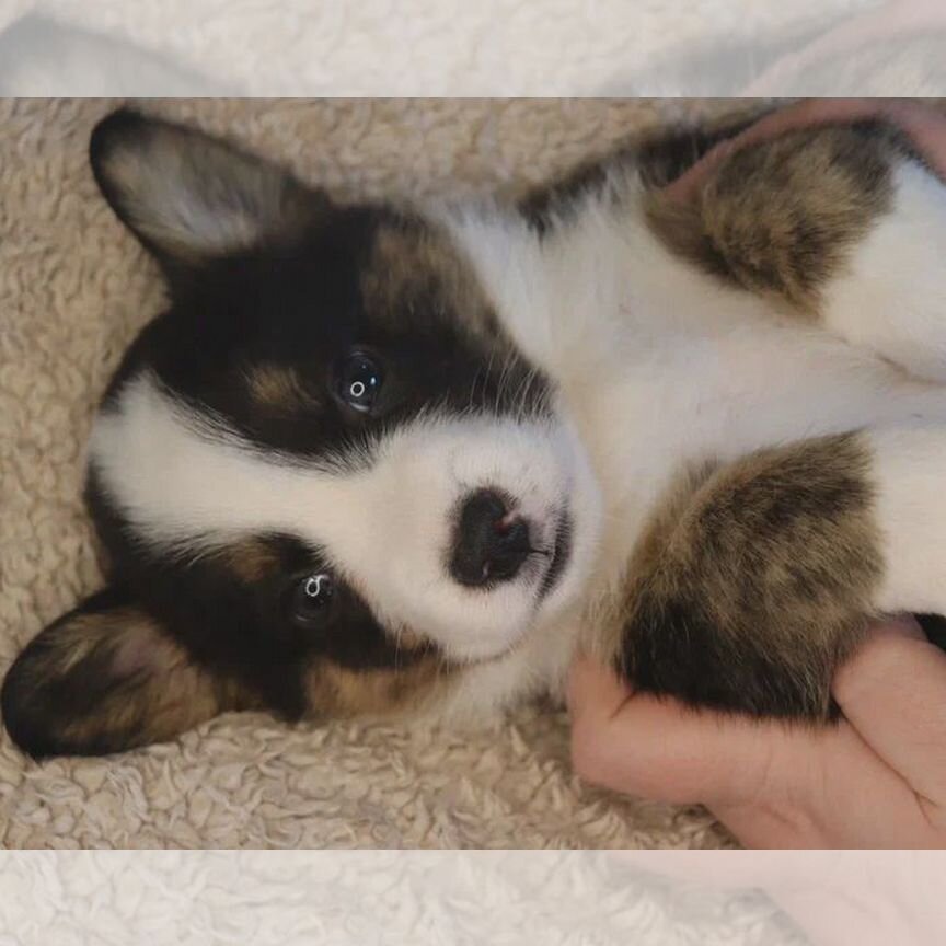 Вельш Корги Кардиган, щенок