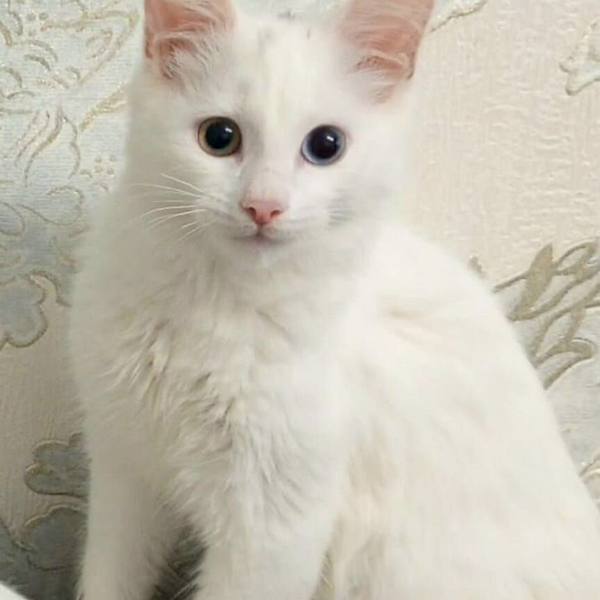 Кошки