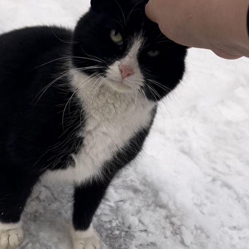Котик в добрые руки