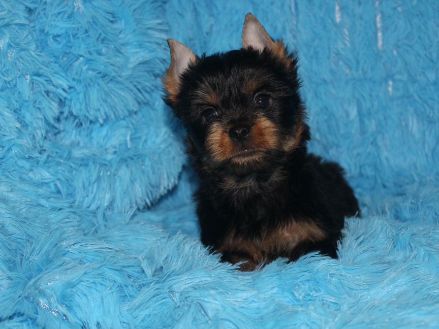 Детки йорка