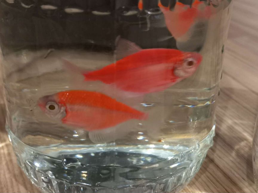 Аквариумные рыбки