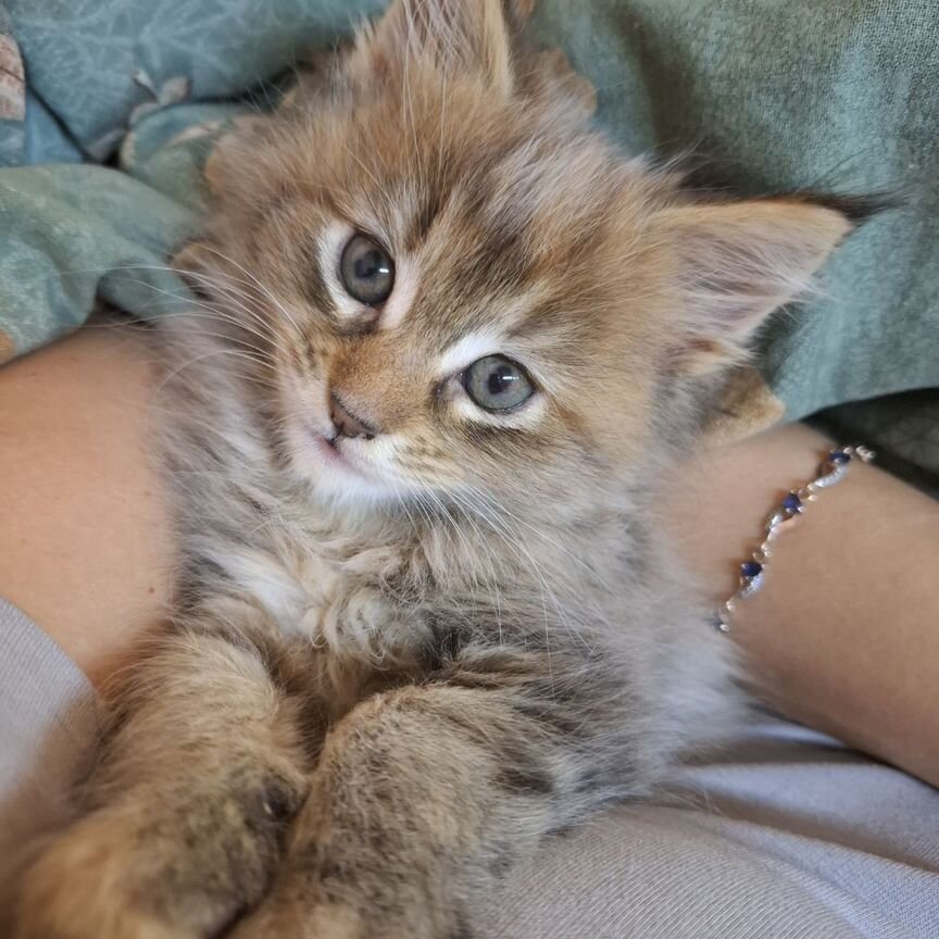 Девочка мейн-кун