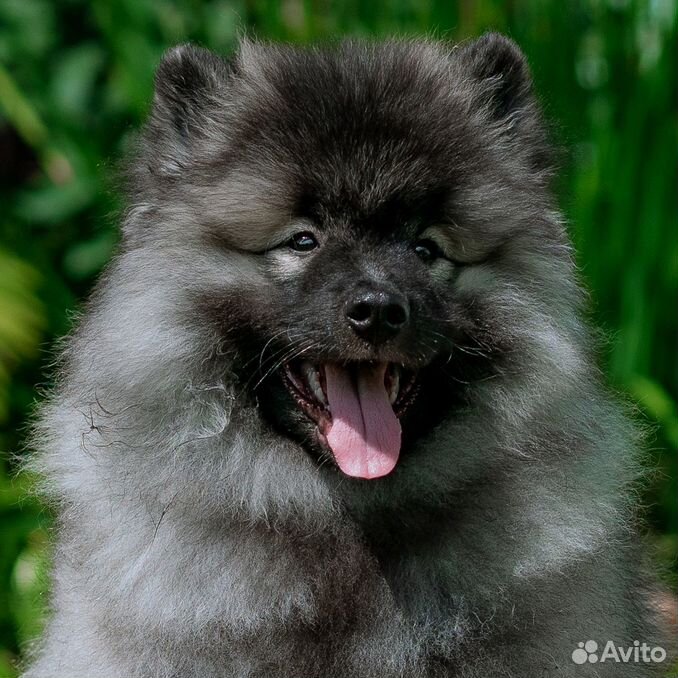 Щенок кеесхонда