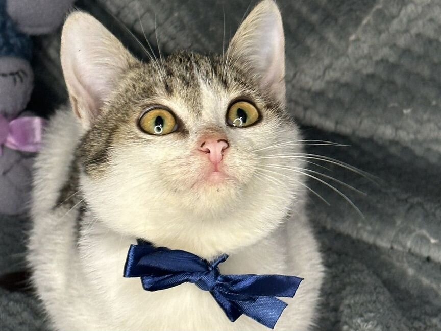 Котенок