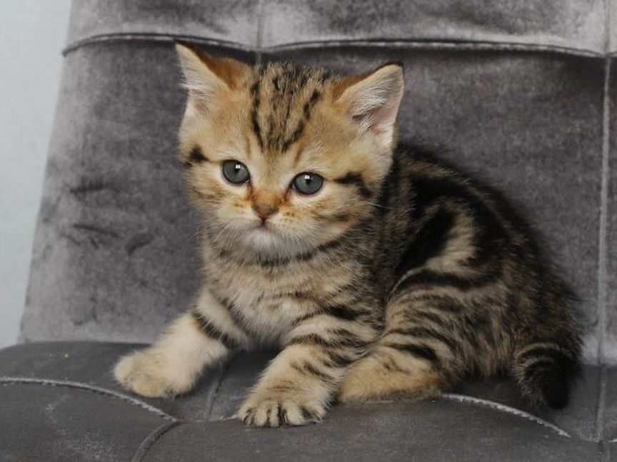 Шоколадный британец