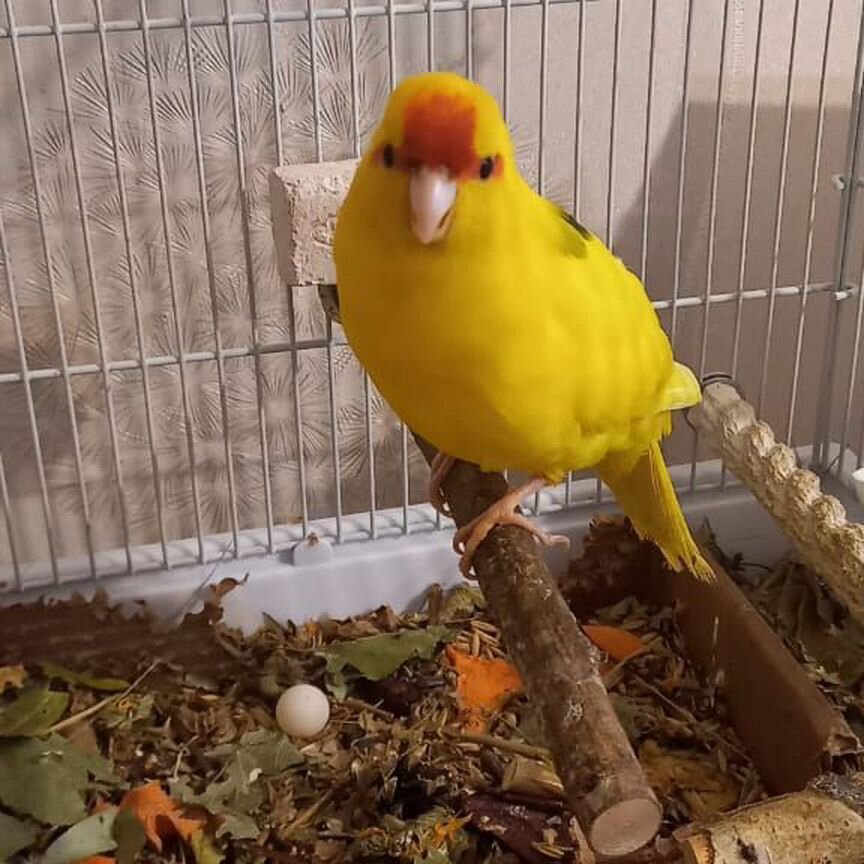 Попугай какарик