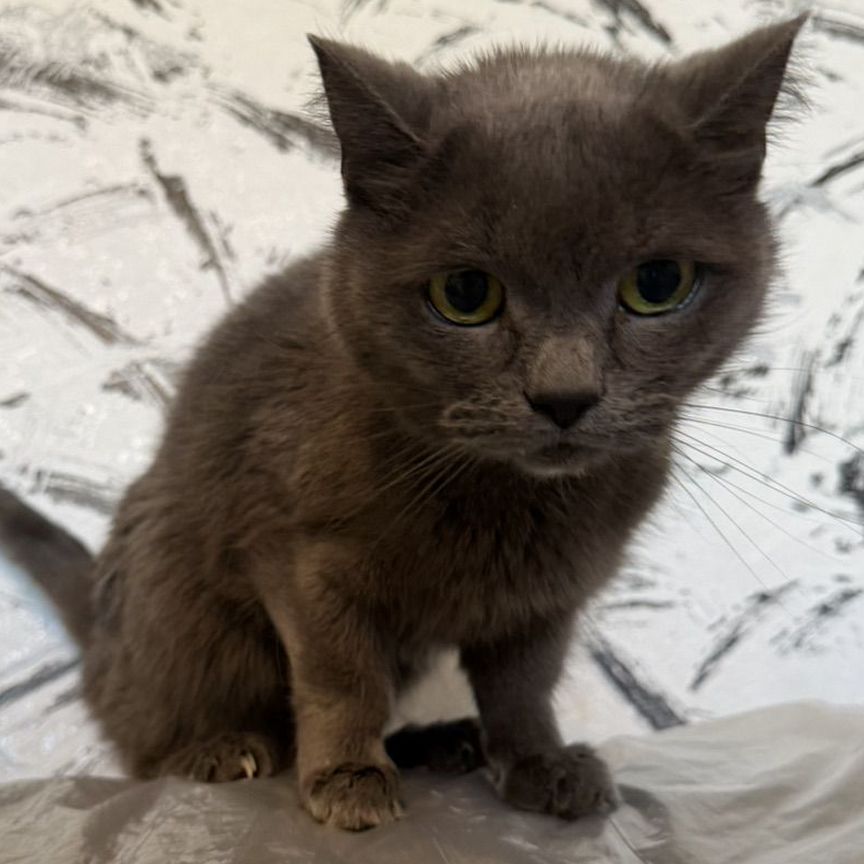 Британская длинношёрстная, взрослая кошка