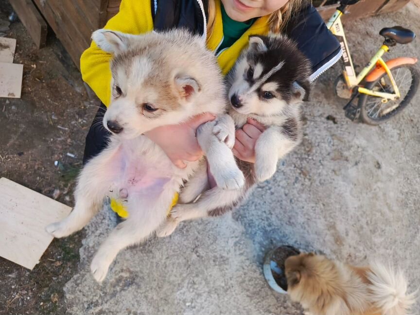 Отдам бесплатно чистая хаски мама чистый лайка пап