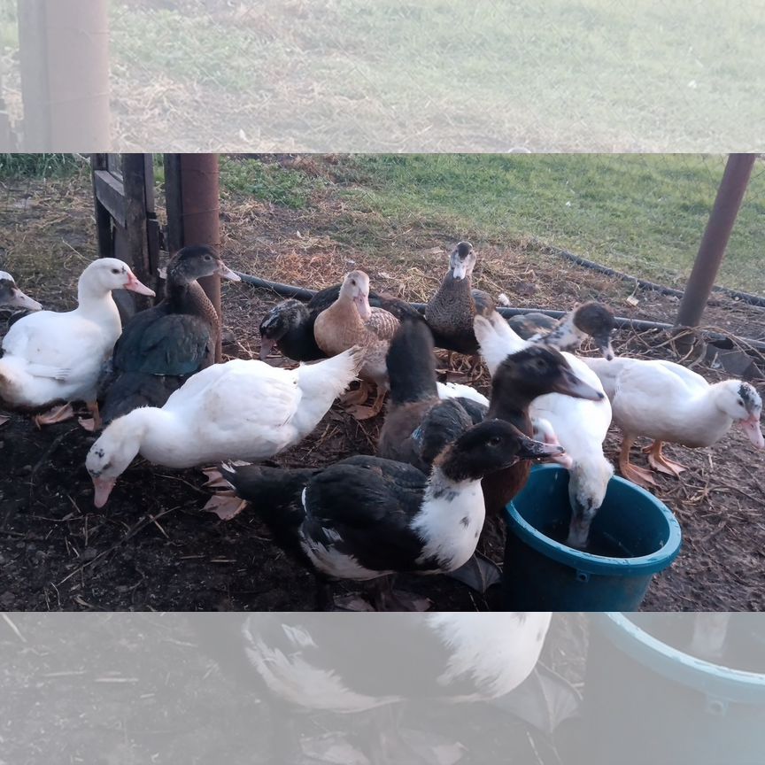 Индоутята (мускусные утята) подрощенные