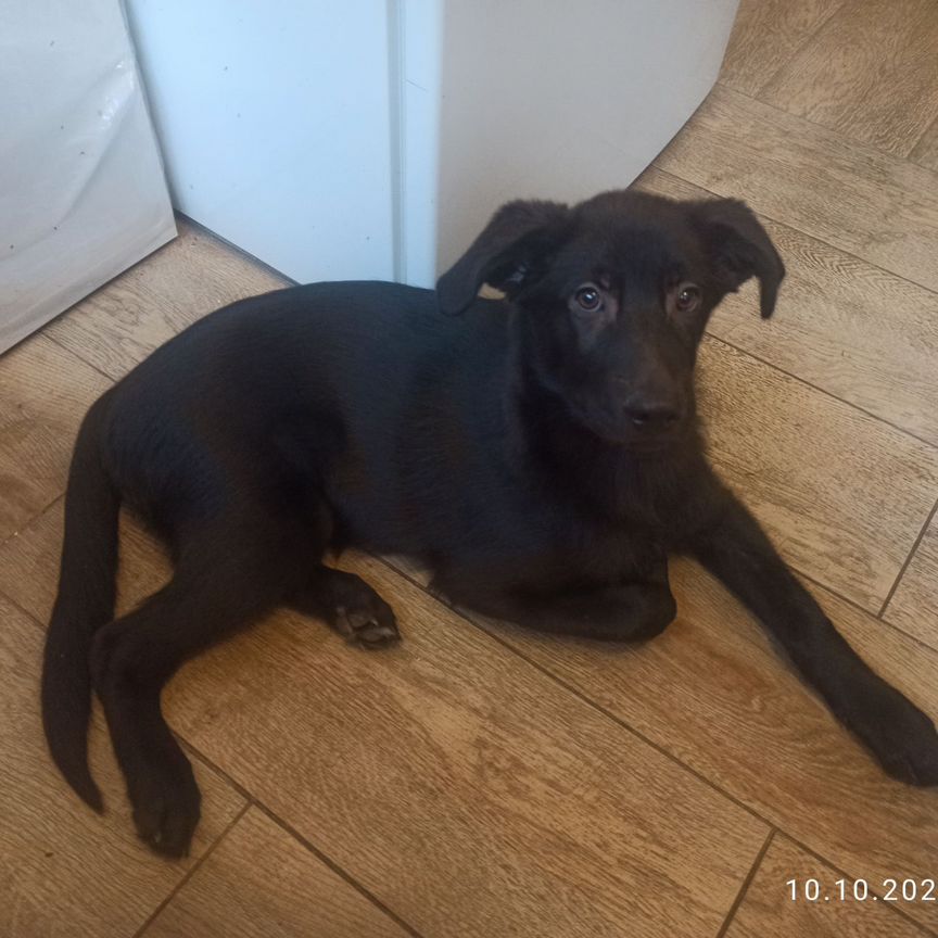 Щенок метис