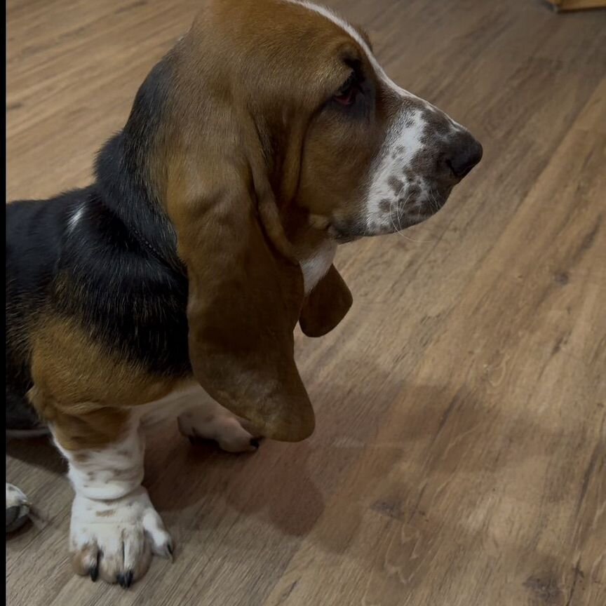 Бассет-хаунд