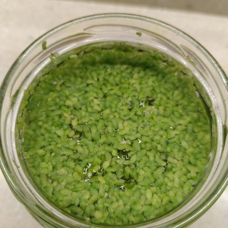 Ряска в аквариум