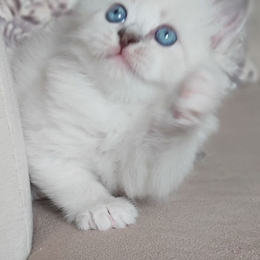 Питомник невский маскарадный