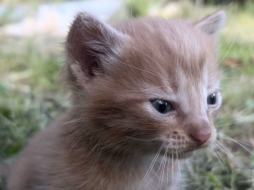 Котятенок в добрые